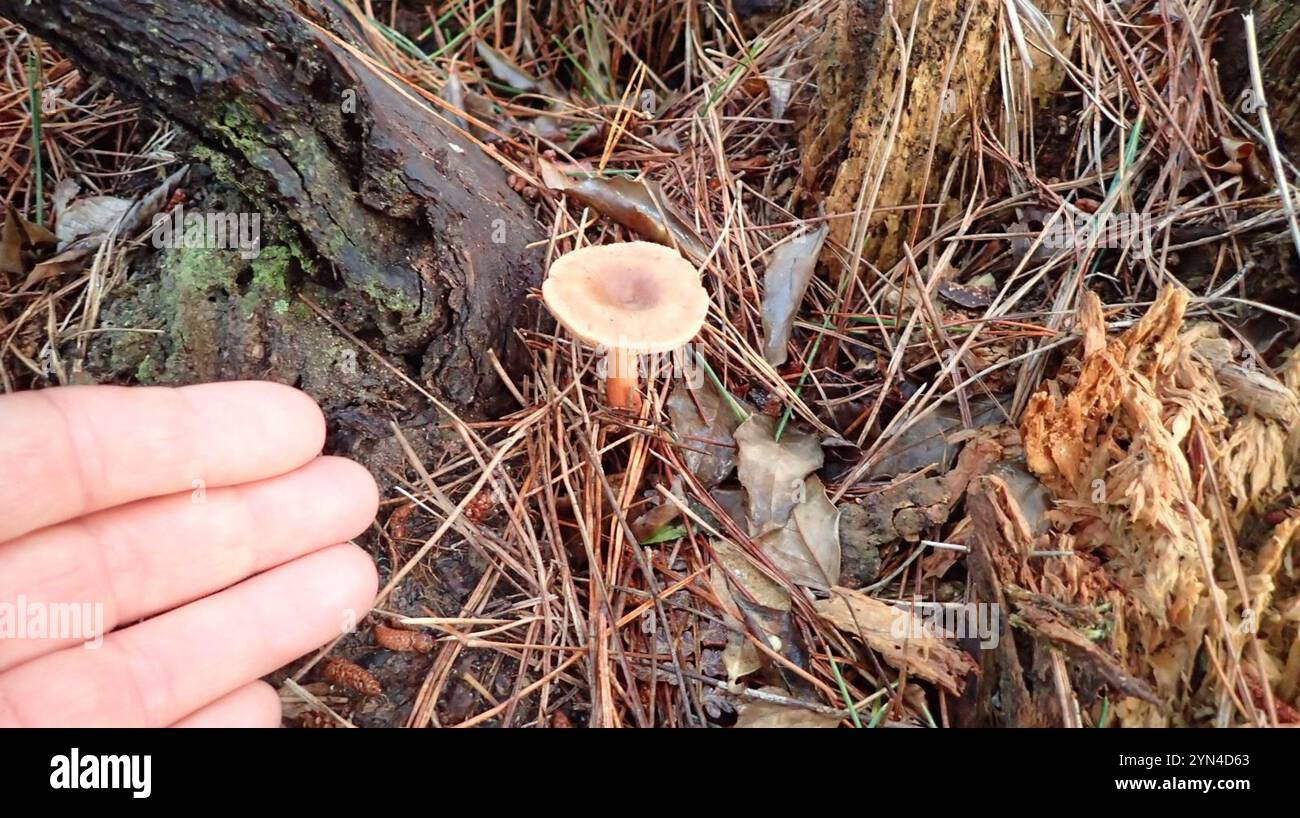 Liver Milkcap (Lactarius hepaticus Stock Photo - Alamy