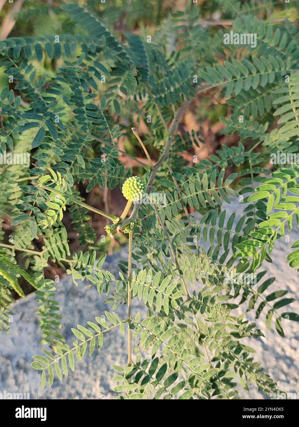 White leadtree (Leucaena leucocephala Stock Photo - Alamy