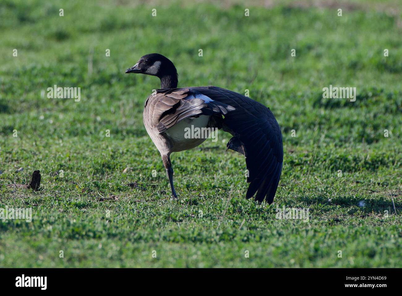 Aleutian goose hi-res stock photography and images - Alamy