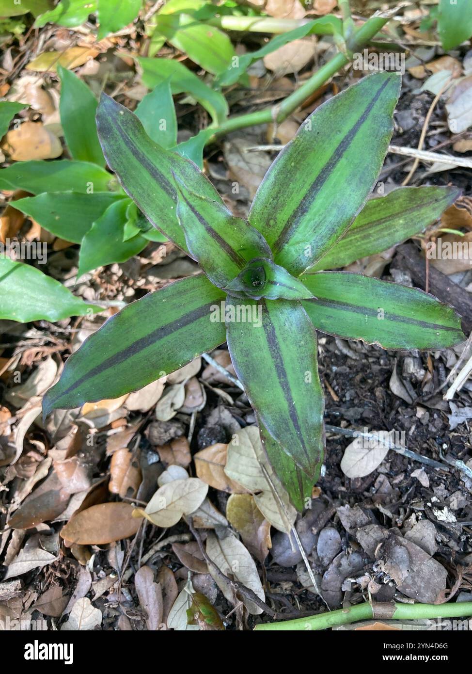 False Bromeliad Plant (Callisia fragrans Stock Photo - Alamy