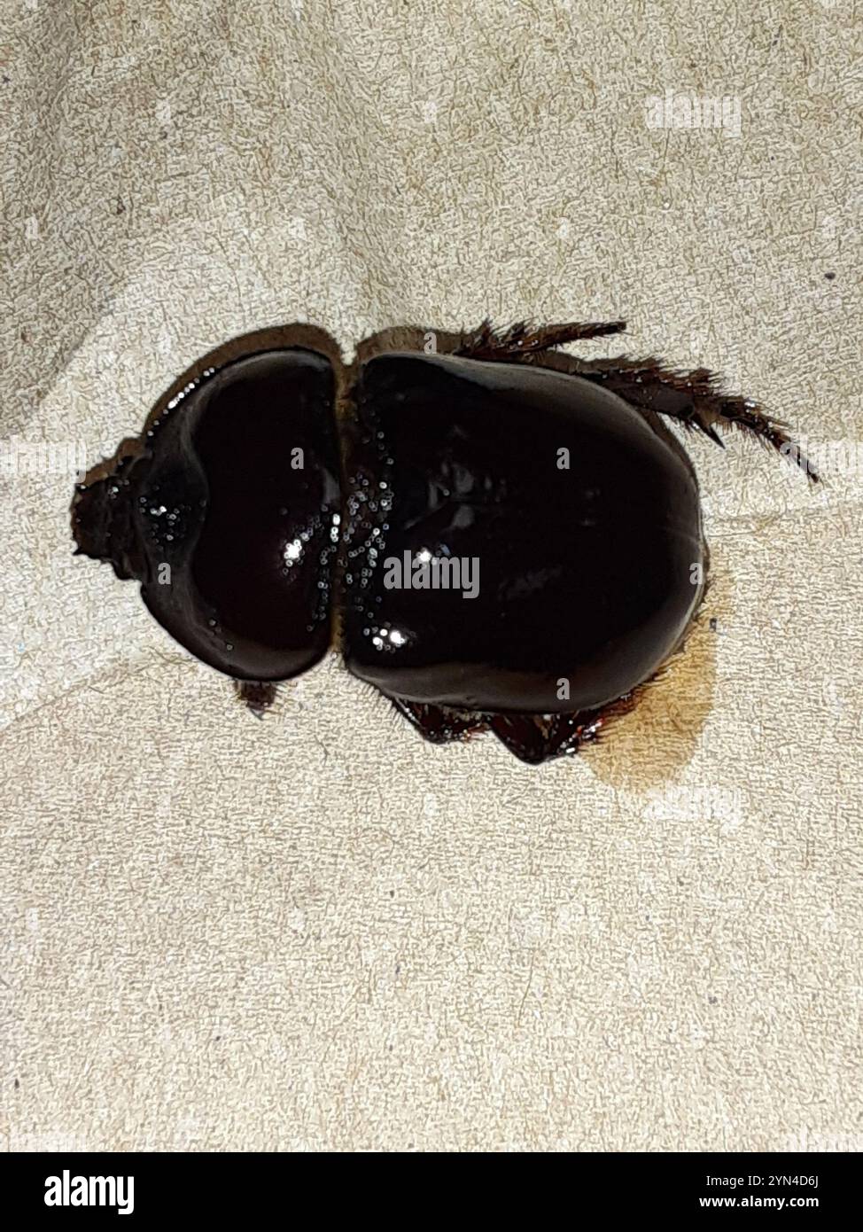 Smooth Ox Beetle (Strategus antaeus Stock Photo - Alamy