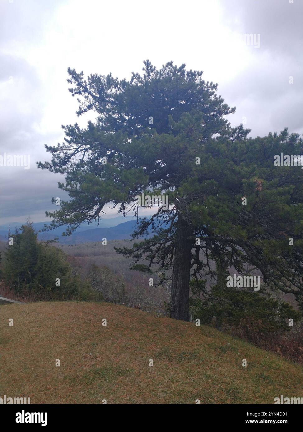 Table Mountain pine (Pinus pungens Stock Photo - Alamy