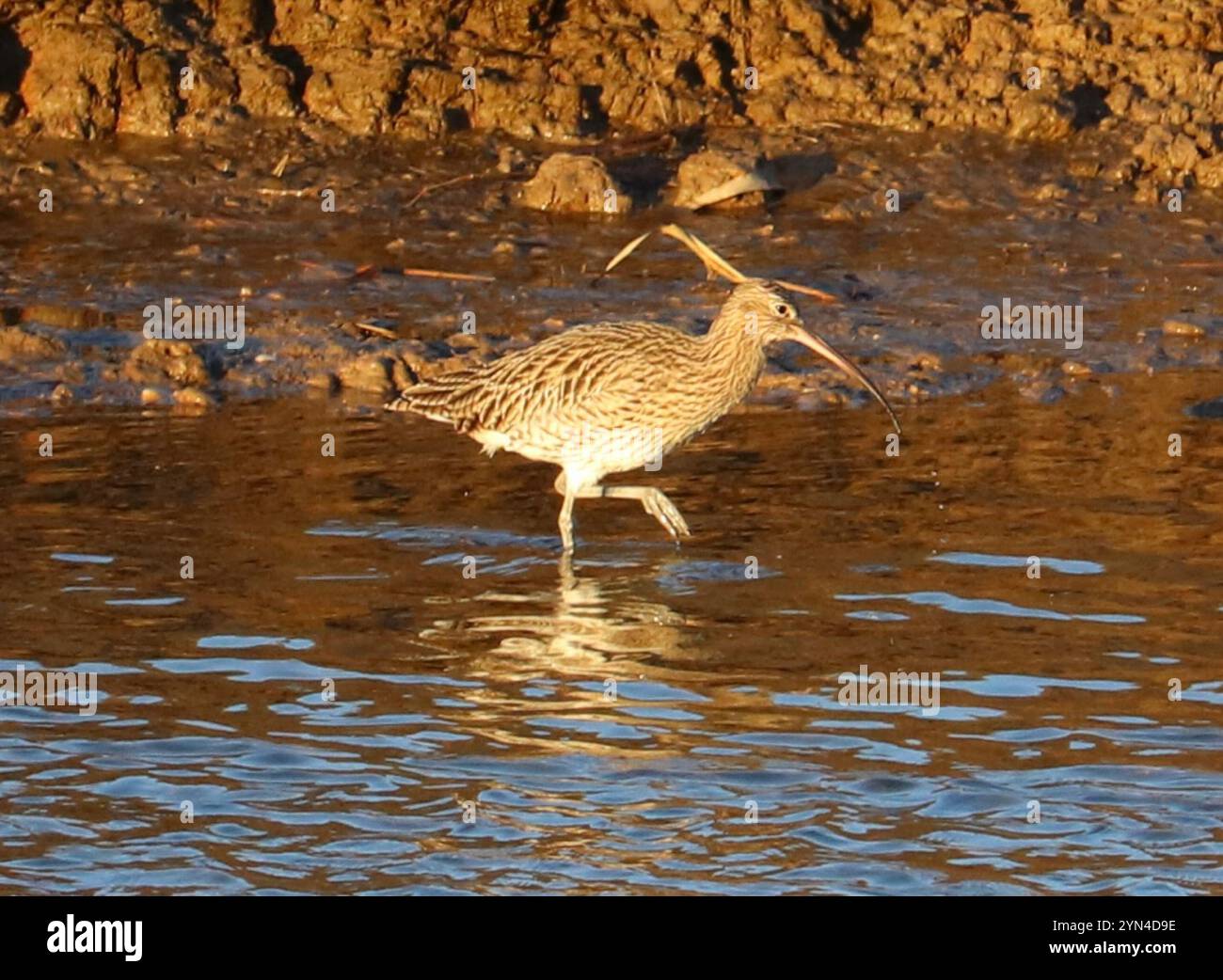 Eurasian Curlew (Numenius arquata Stock Photo - Alamy