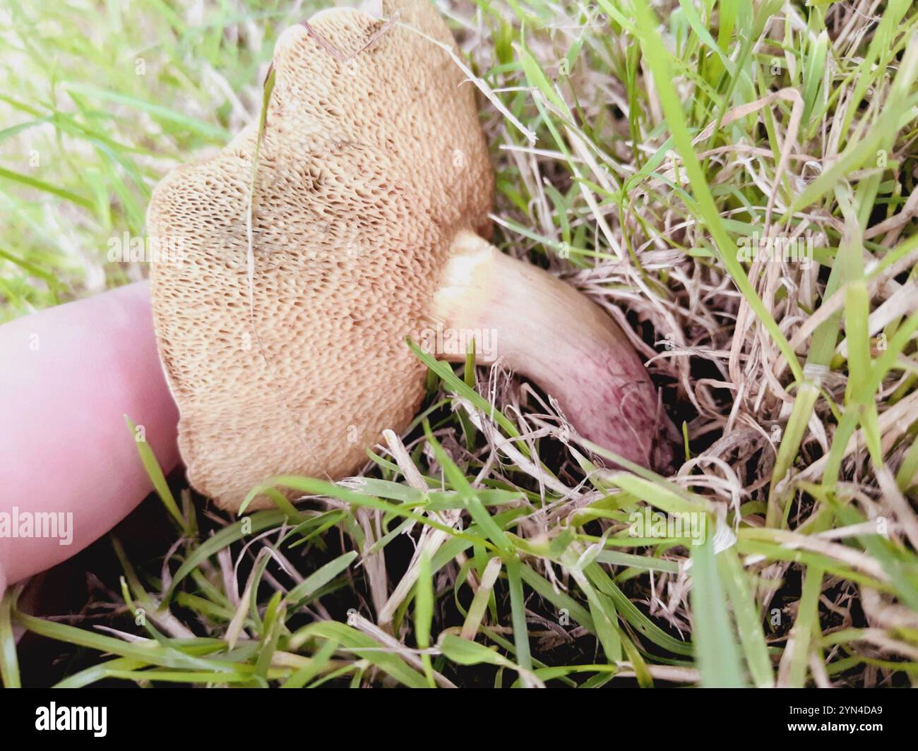bluefoot bolete (Xerocomellus cisalpinus Stock Photo - Alamy