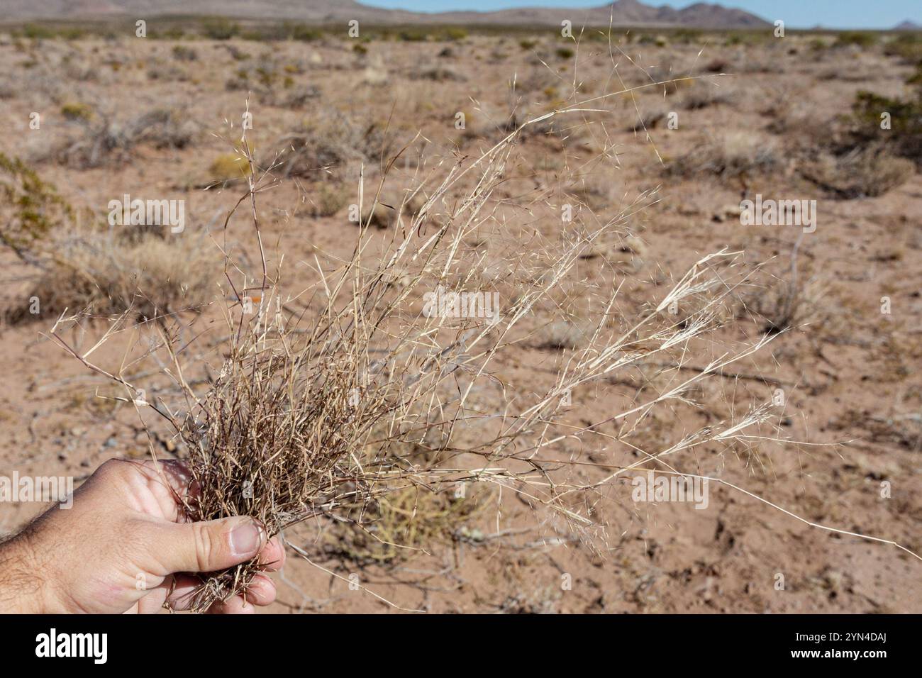 Bush Muhly (Muhlenbergia porteri Stock Photo - Alamy