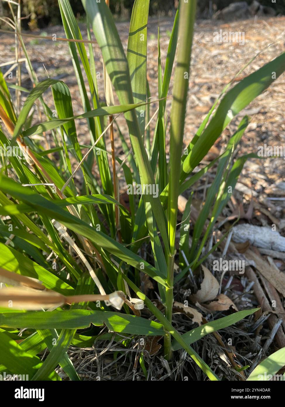 Smilo Grass (Oloptum miliaceum Stock Photo - Alamy