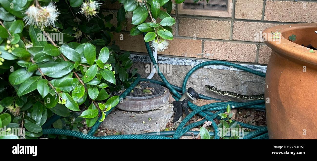 Diamond Python (Morelia spilota spilota Stock Photo - Alamy