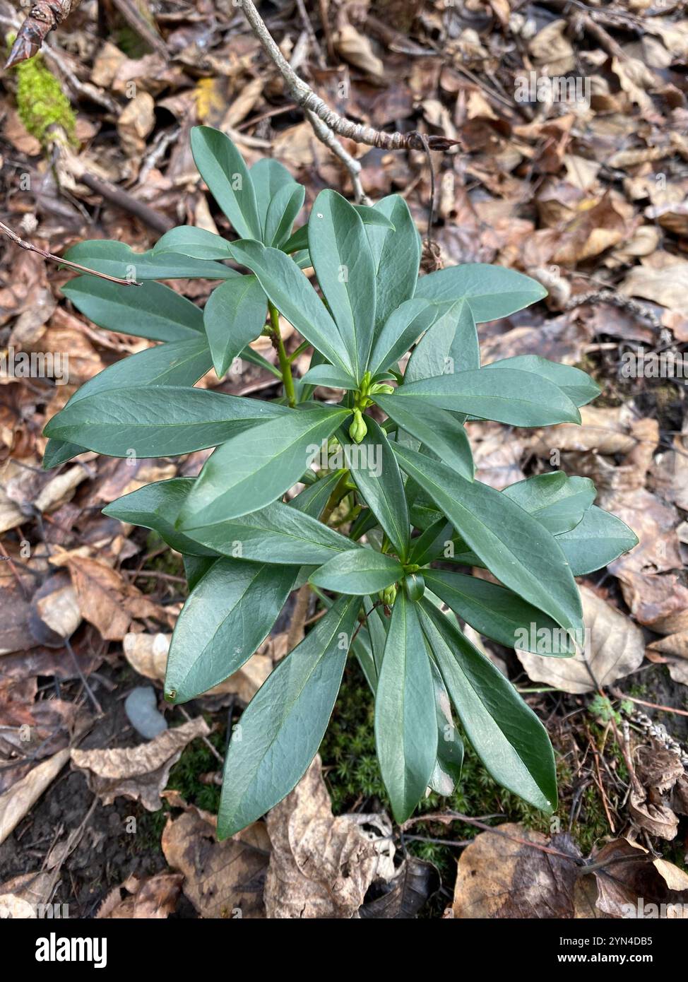 Spurge-laurel (Daphne laureola Stock Photo - Alamy