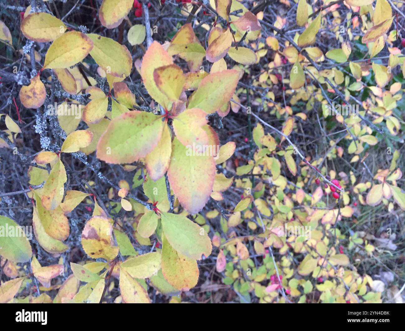 European barberry (Berberis vulgaris Stock Photo - Alamy
