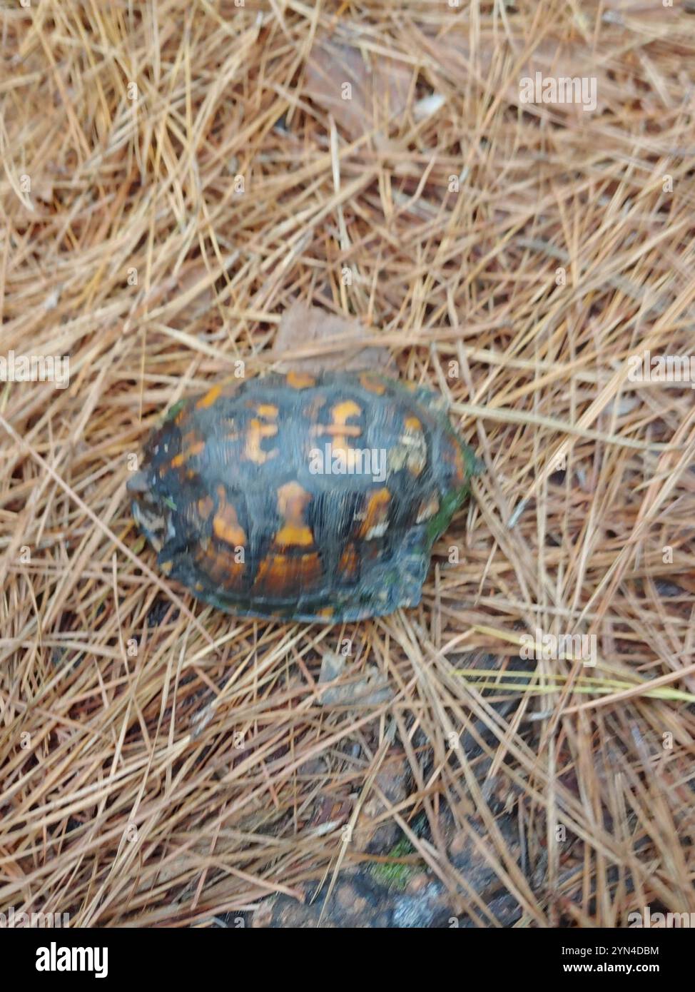 Eastern Box Turtle (Terrapene carolina carolina Stock Photo - Alamy