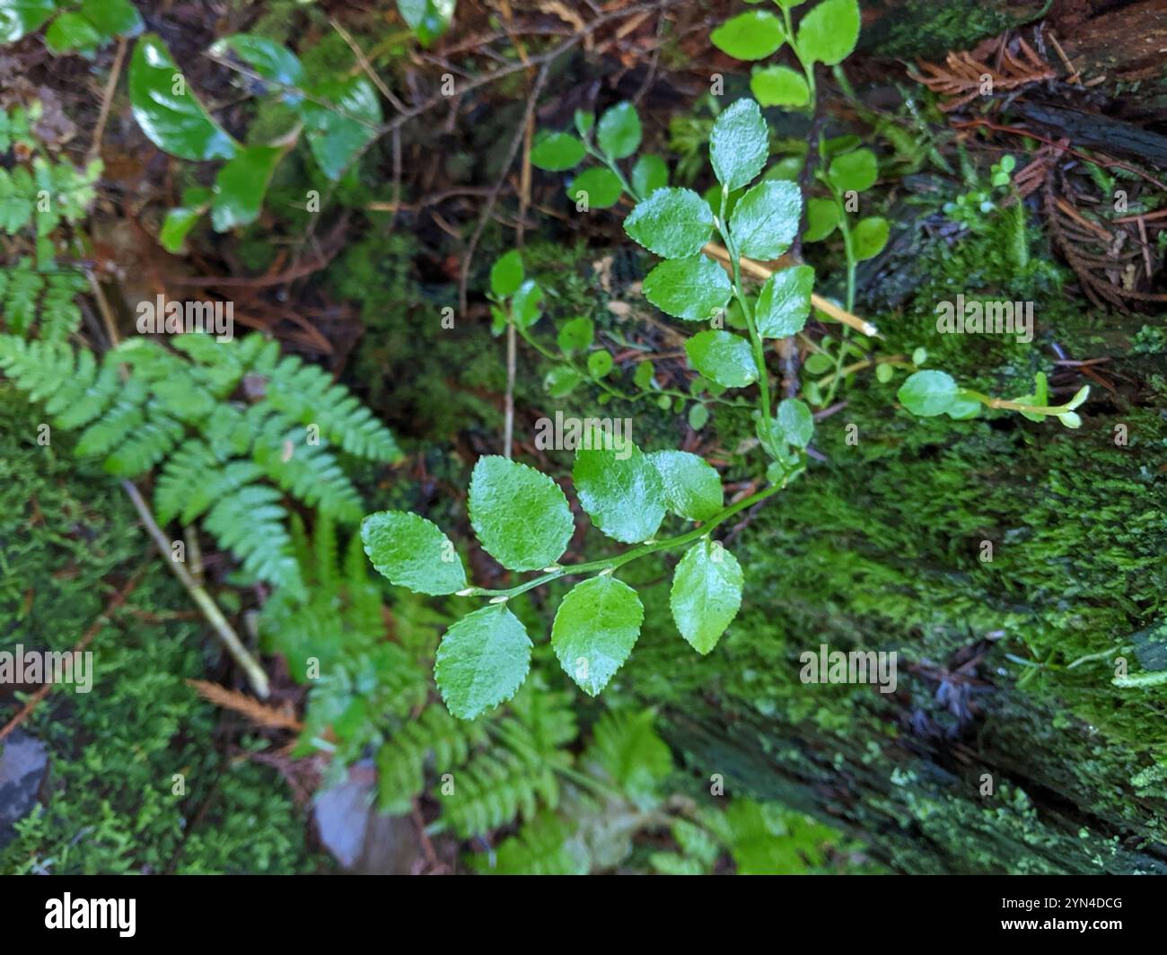Red Huckleberry (Vaccinium parvifolium Stock Photo - Alamy