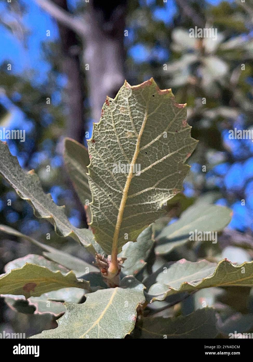 netleaf oak (Quercus rugosa Stock Photo - Alamy