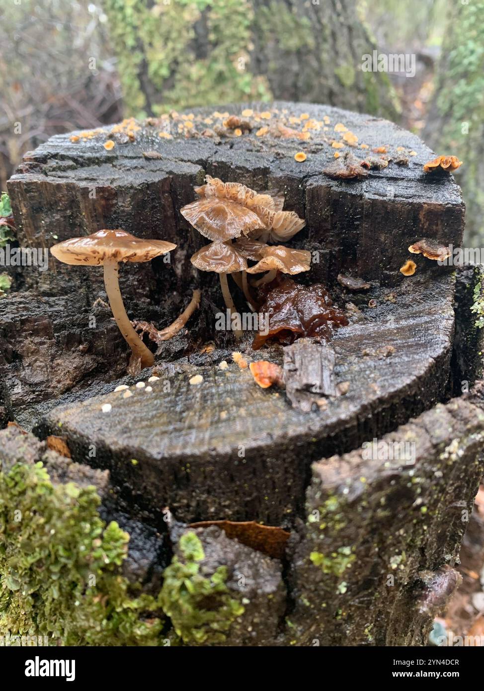 Basidiomycete Fungi (Basidiomycota Stock Photo - Alamy