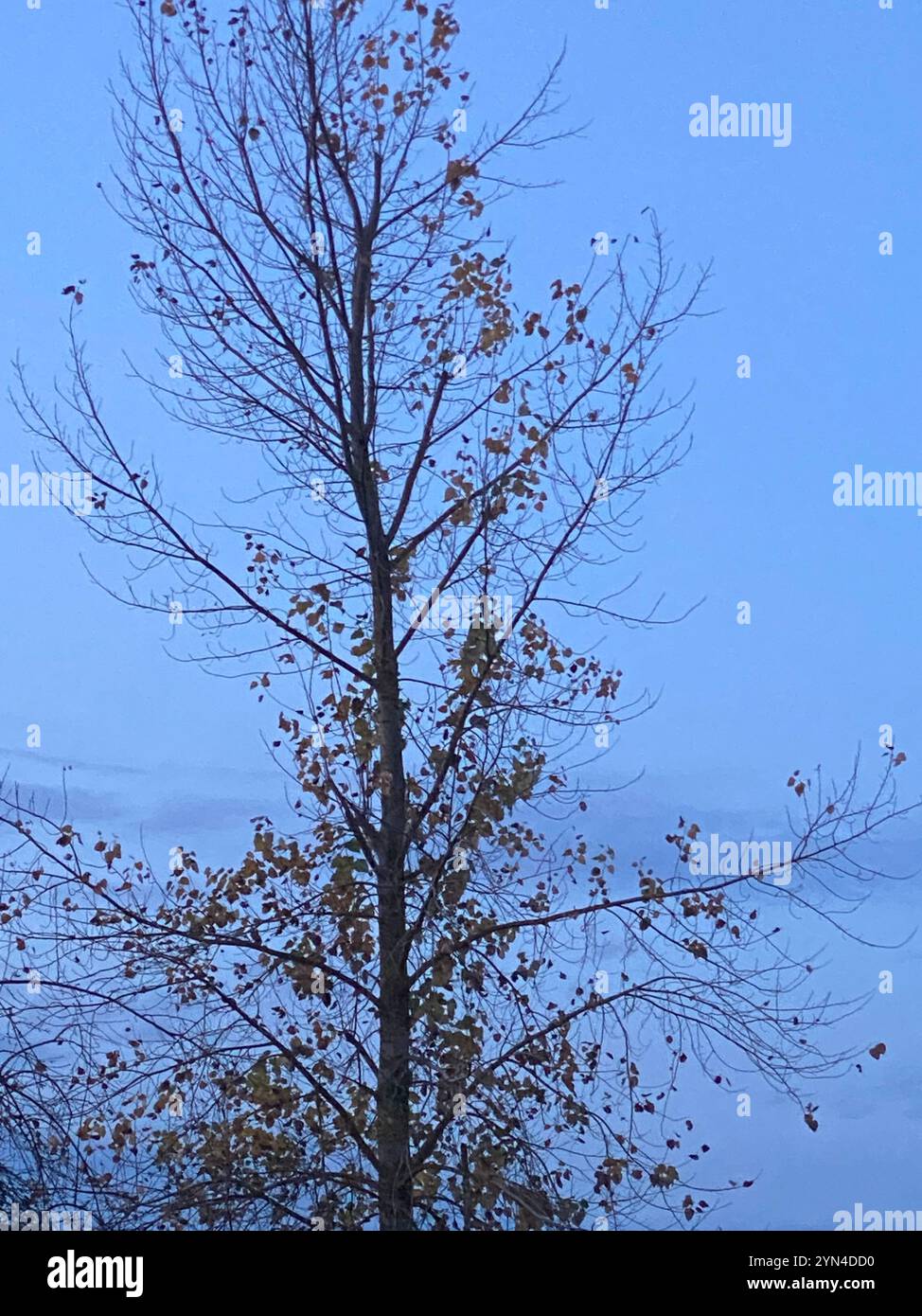 black cottonwood (Populus trichocarpa Stock Photo - Alamy