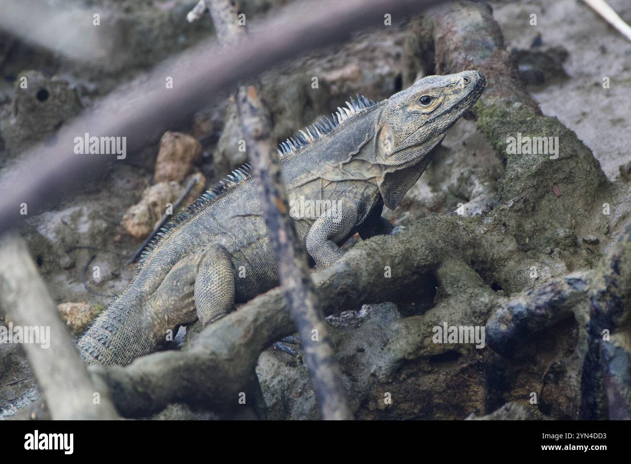 Black Spiny-tailed Iguana (Ctenosaura similis Stock Photo - Alamy