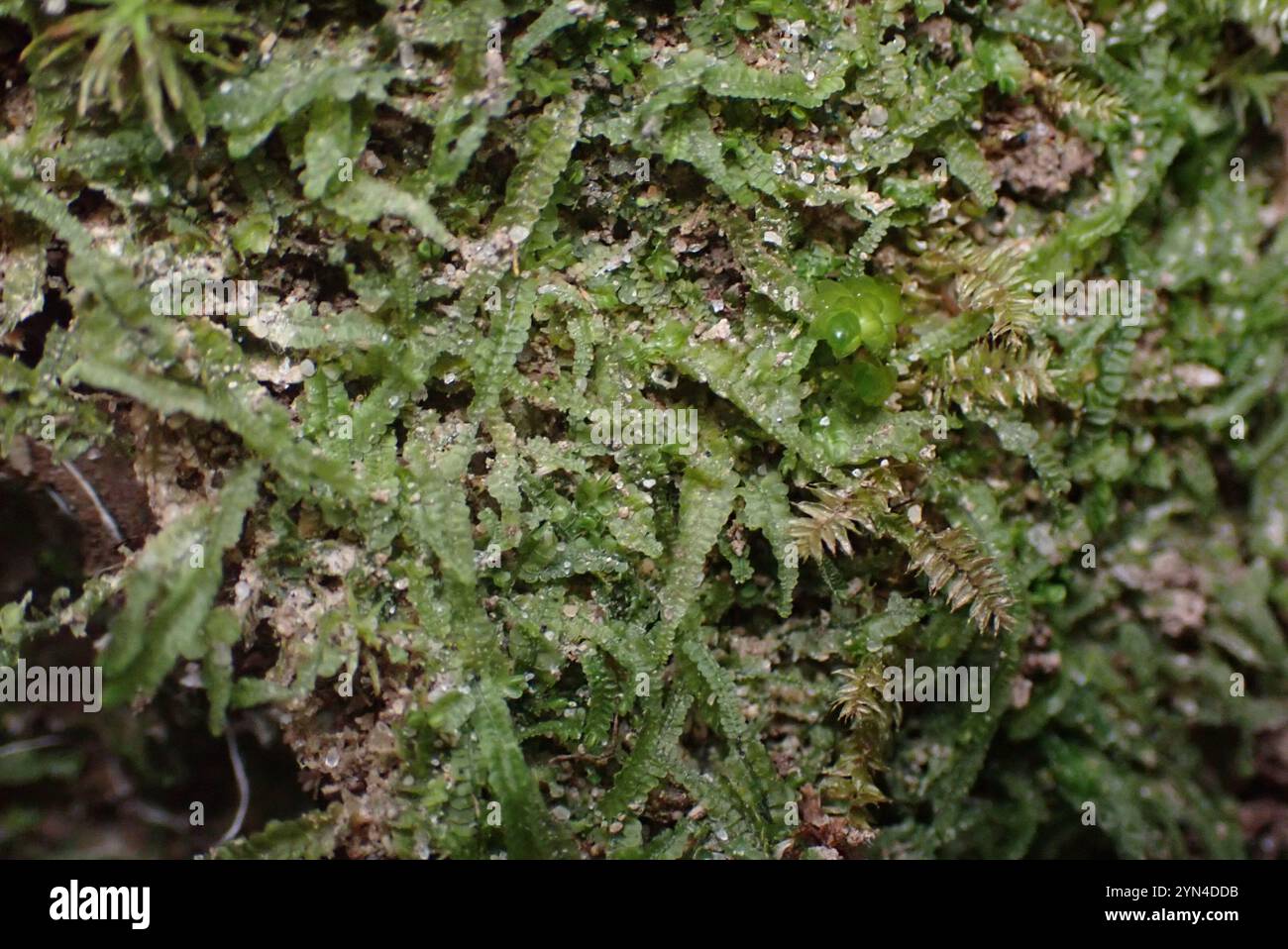 Odontoschisma sphagni hi-res stock photography and images - Alamy