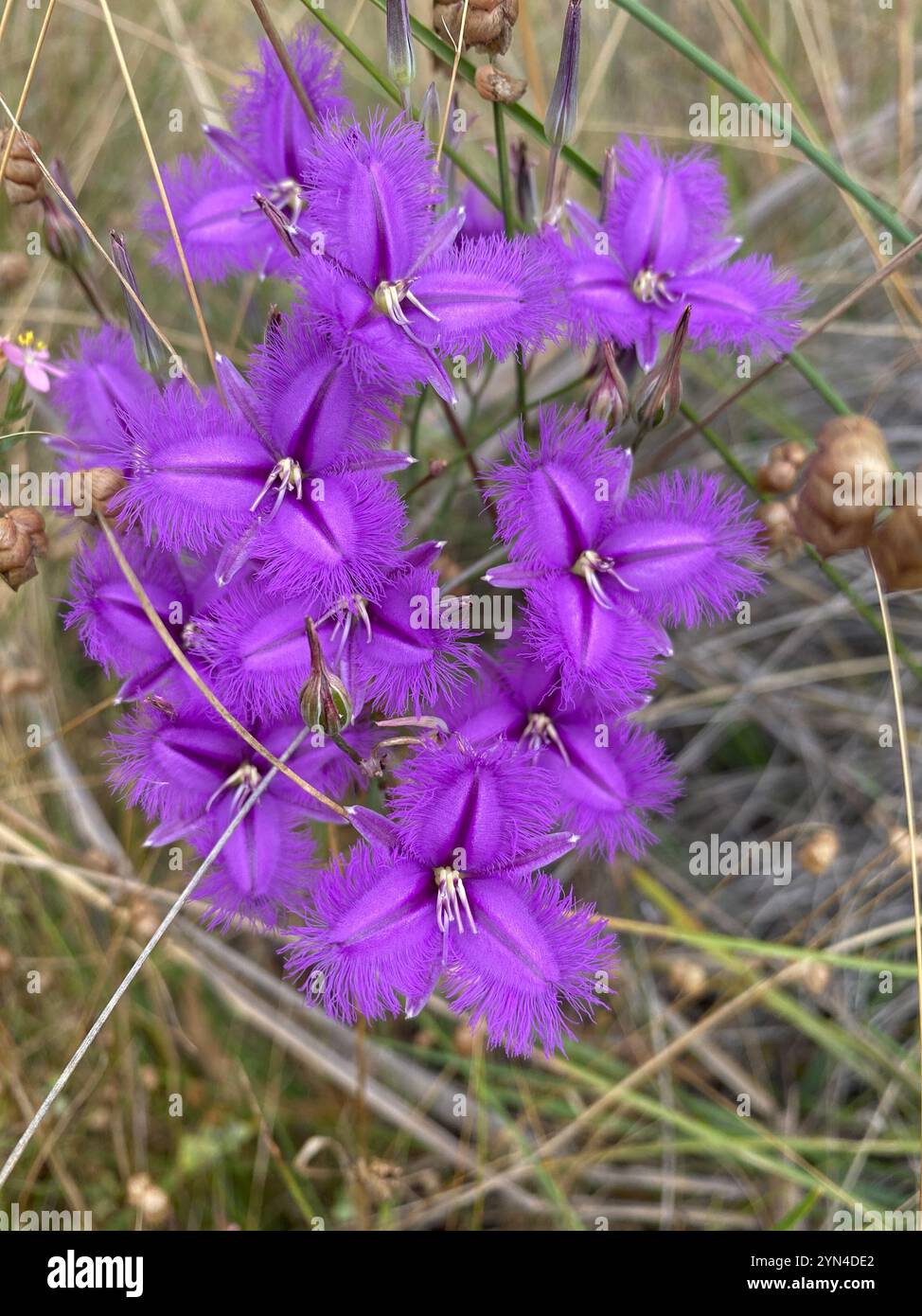 Fringe lily hi-res stock photography and images - Alamy