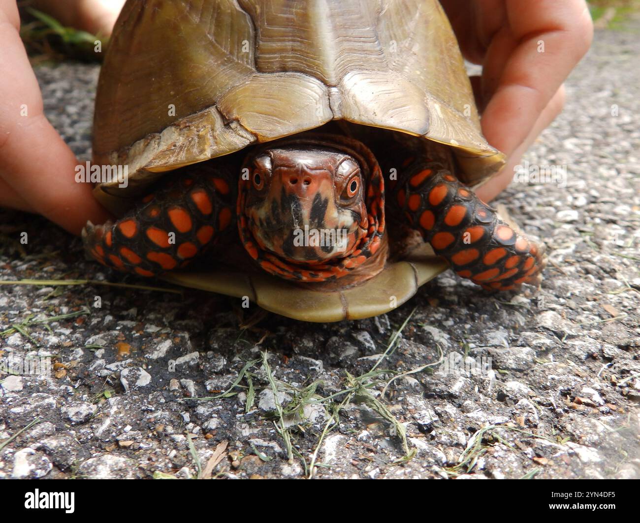 Three-toed Box Turtle (Terrapene triunguis Stock Photo - Alamy