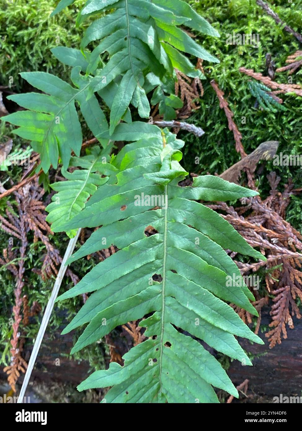 licorice fern (Polypodium glycyrrhiza Stock Photo - Alamy