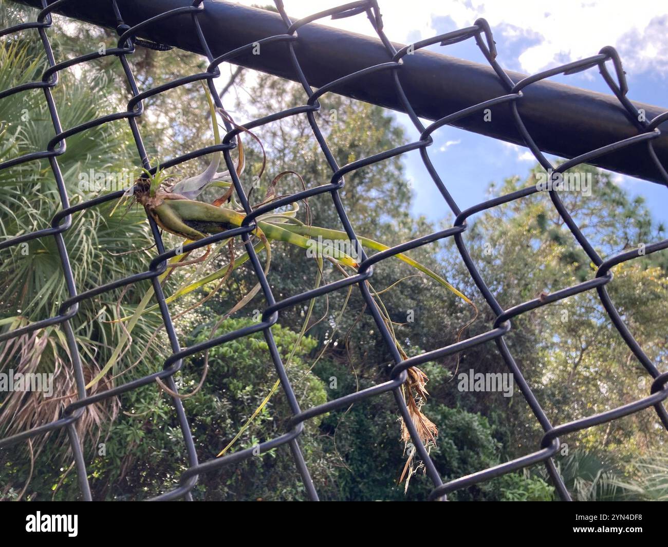 Balbis' airplant (Tillandsia balbisiana Stock Photo - Alamy