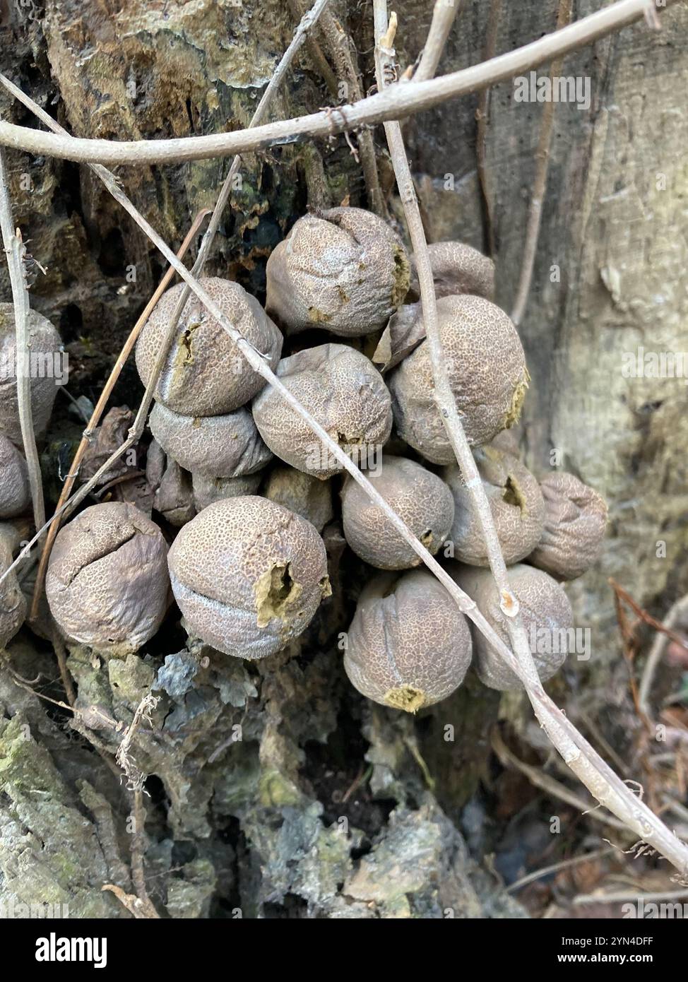 Pear-shaped Puffball (Apioperdon pyriforme Stock Photo - Alamy