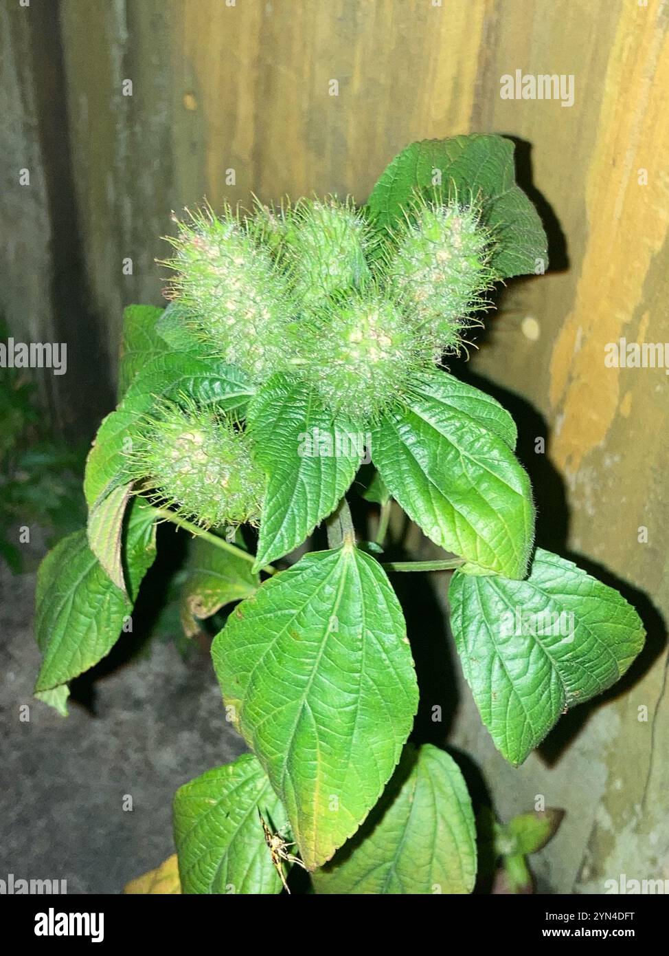 Field Copperleaf (Acalypha arvensis Stock Photo - Alamy