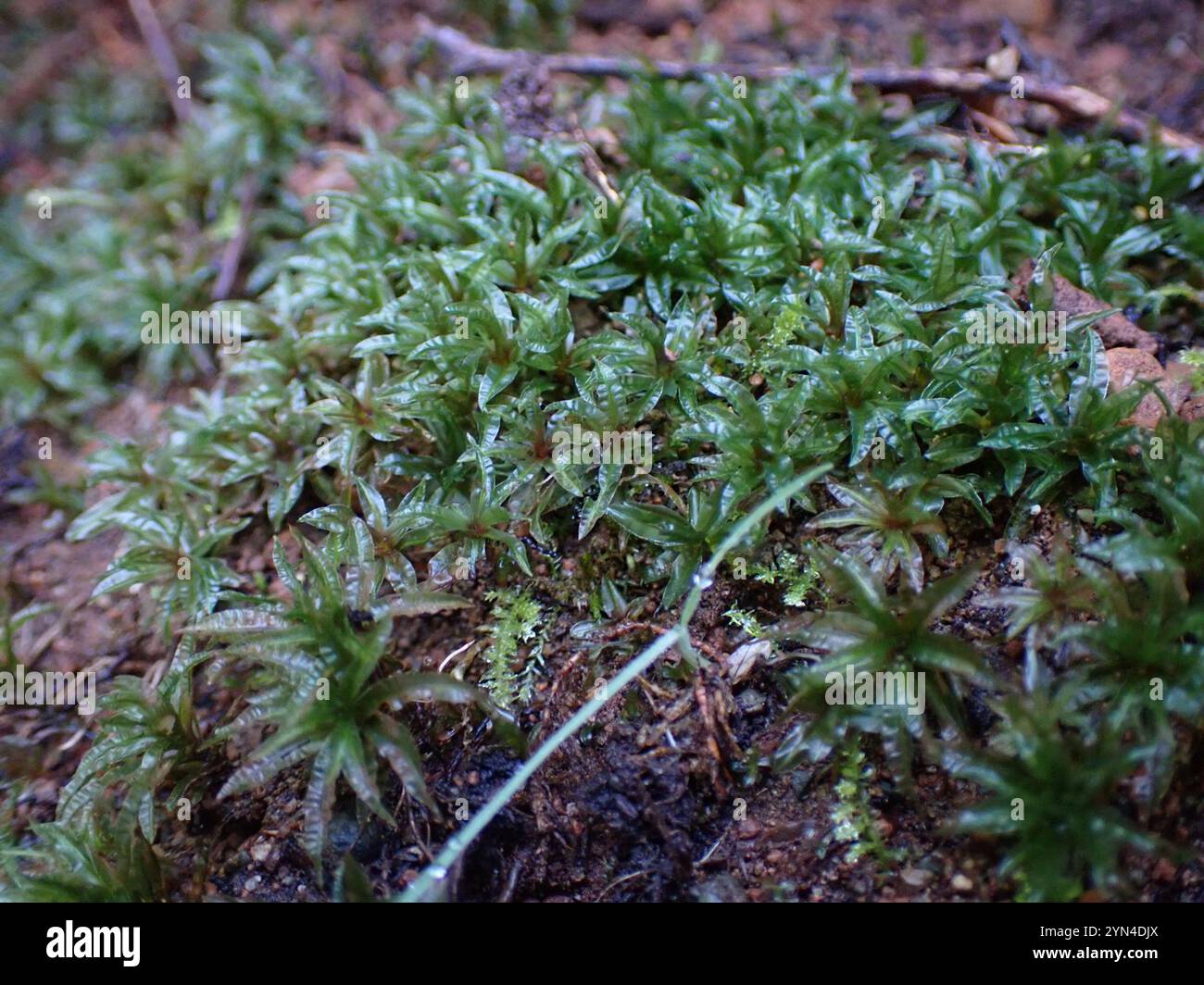 Catherines moss atrichum undulatum hi-res stock photography and images ...