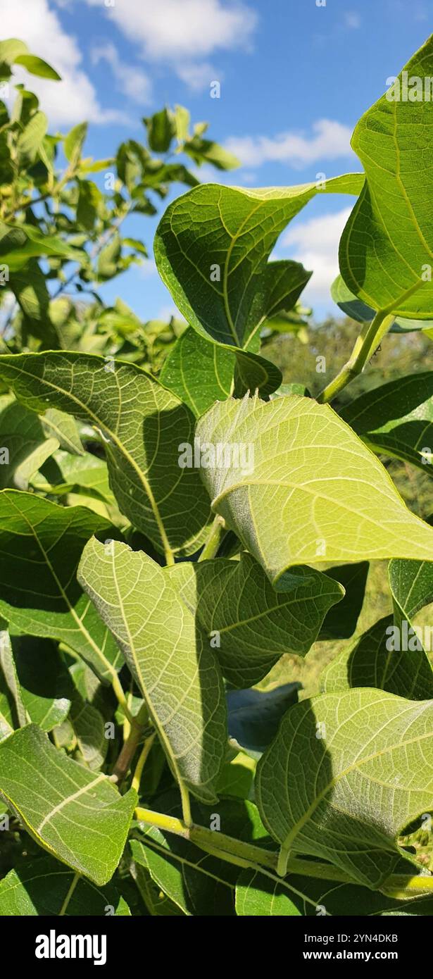 Sandpaper Fig (Ficus opposita Stock Photo - Alamy