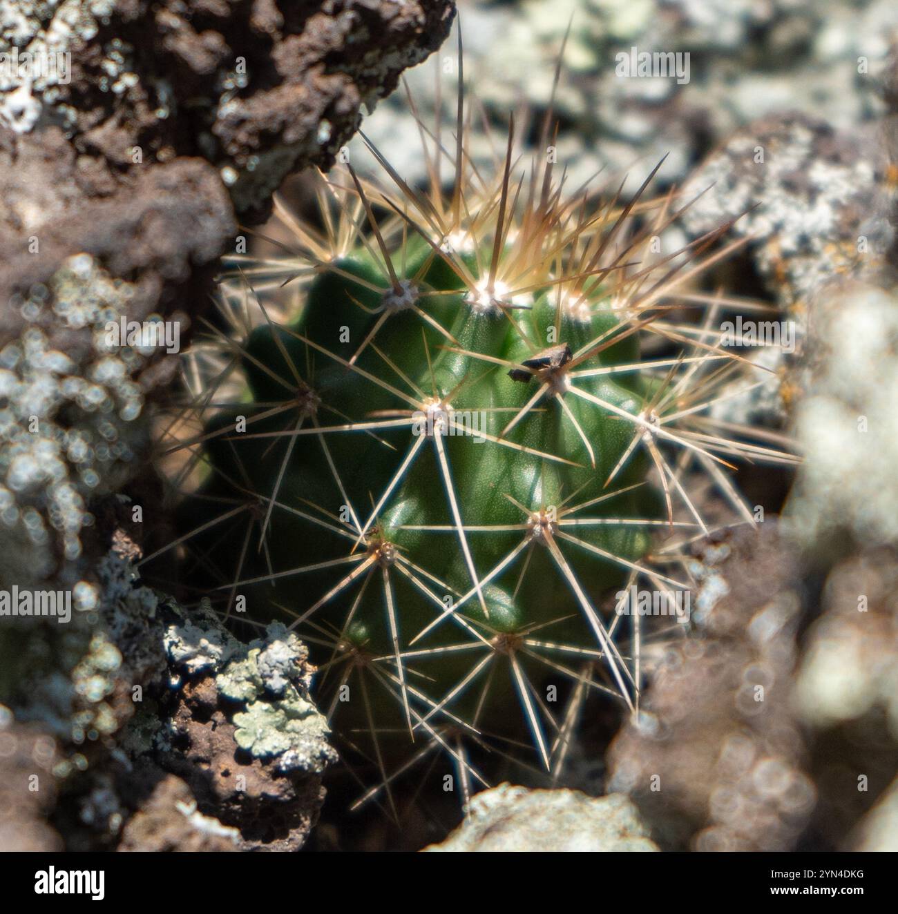 Scarlet Hedgehog Cactus (Echinocereus coccineus coccineus Stock Photo ...