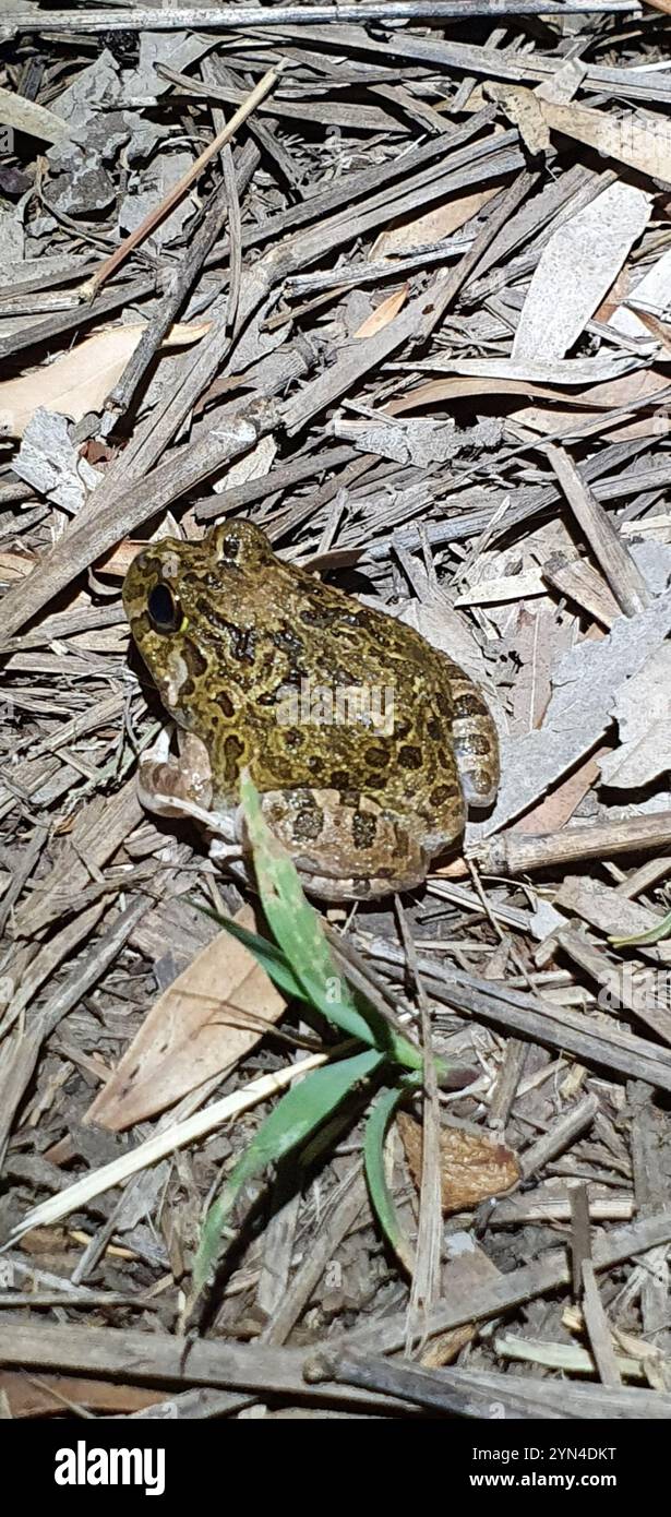 Ornate Burrowing Frog (Platyplectrum ornatum Stock Photo - Alamy