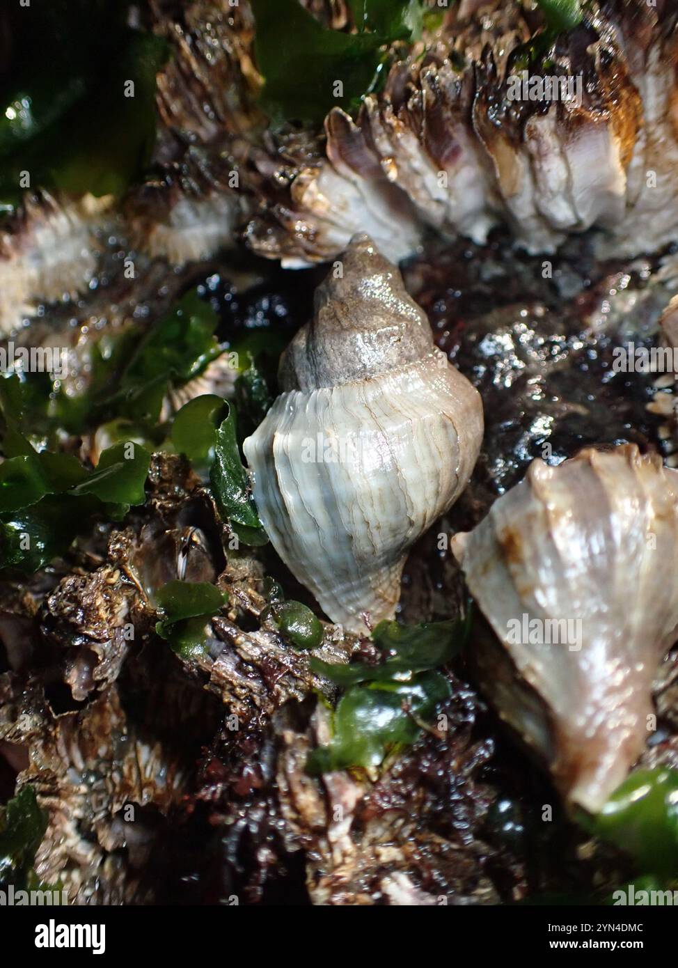 Frilled dogwinkle hi-res stock photography and images - Alamy