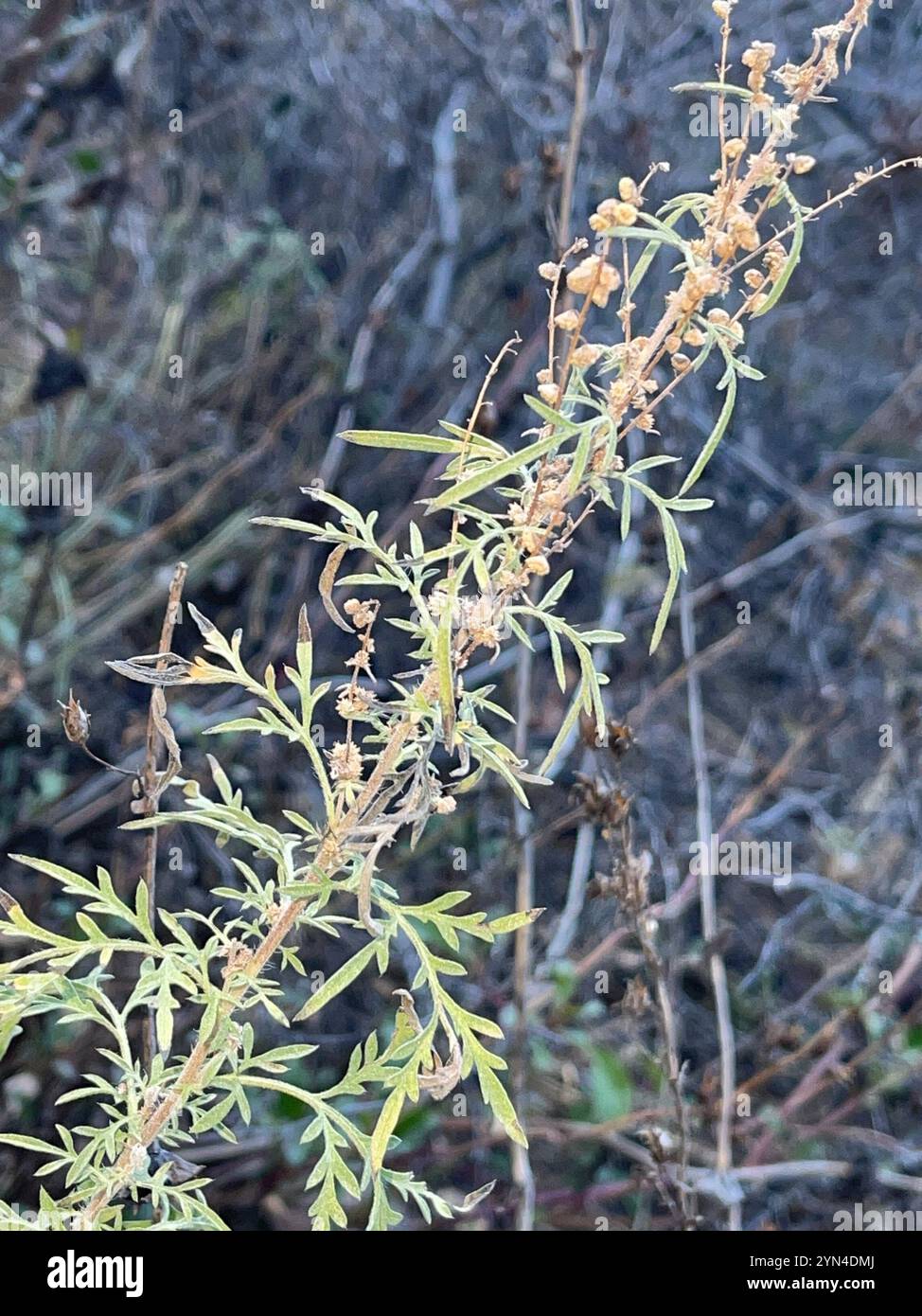 slimleaf bursage (Ambrosia confertiflora Stock Photo - Alamy