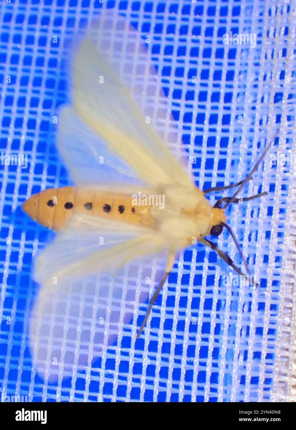 Siam Weed Defoliator (Pareuchaetes pseudoinsulata Stock Photo - Alamy