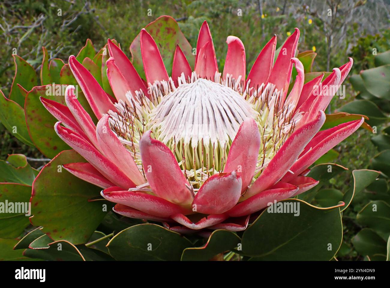 King Protea (Protea cynaroides Stock Photo - Alamy