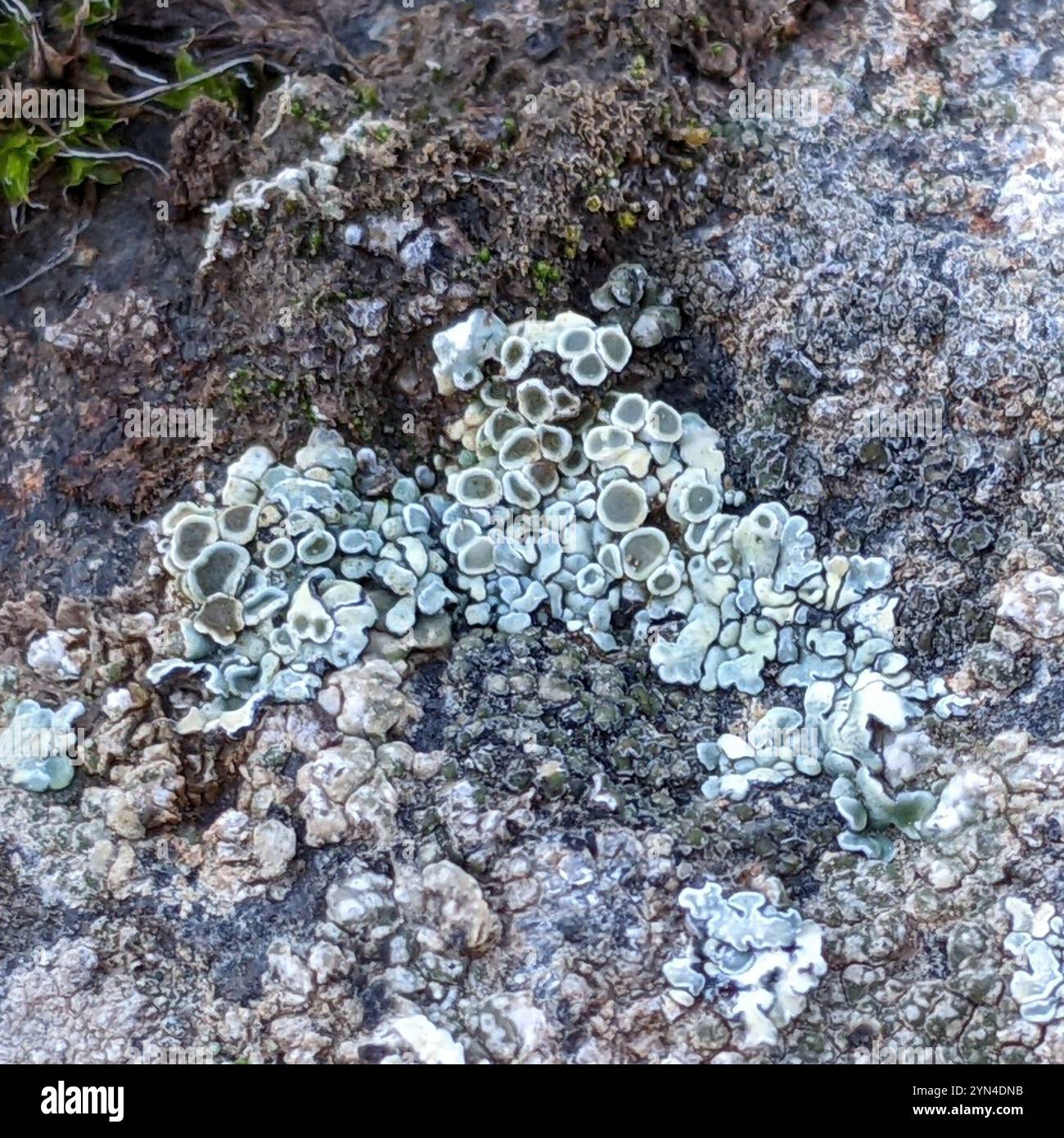 rim lichens, disc lichens, and allies (Lecanoraceae Stock Photo - Alamy