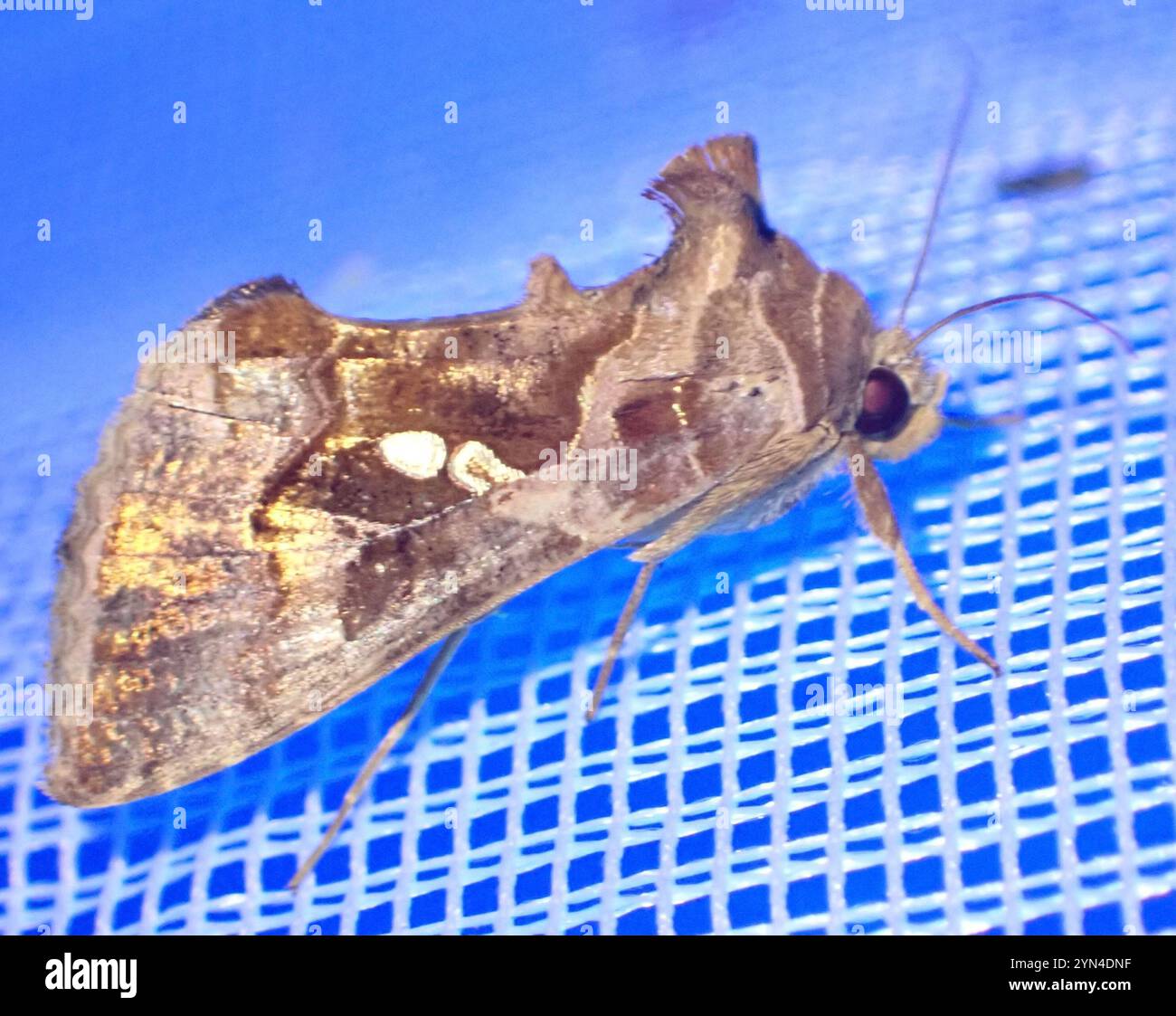 Tomato Looper (Chrysodeixis chalcites Stock Photo - Alamy