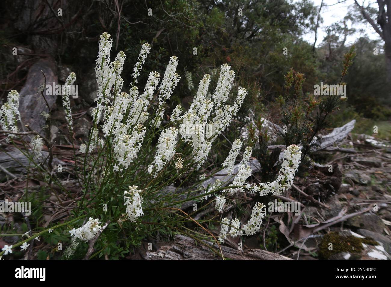 Creamy Candles (Stackhousia monogyna Stock Photo - Alamy