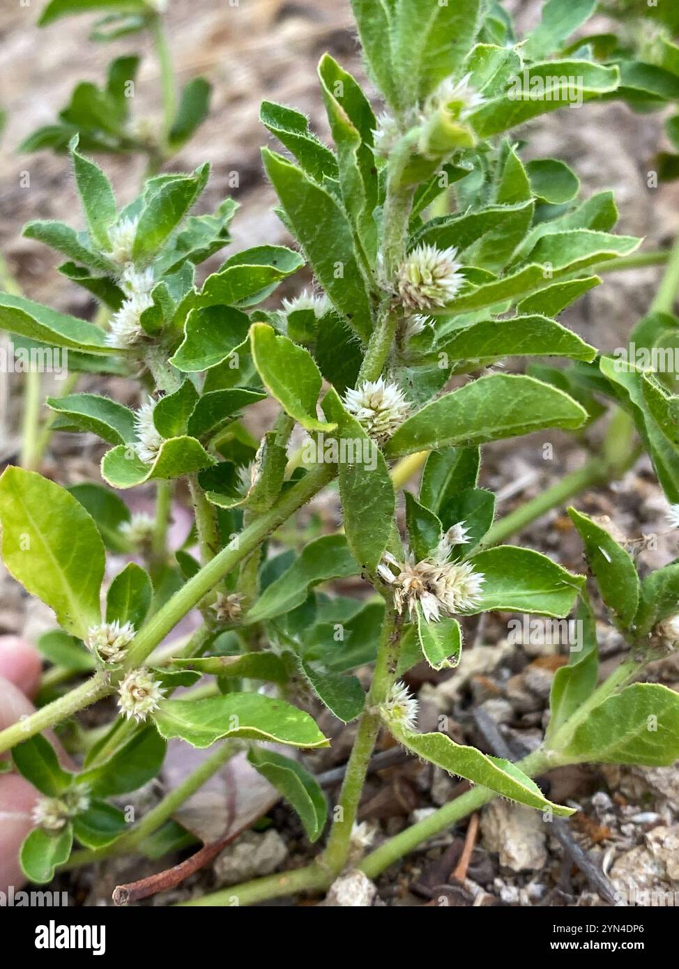Hairy Joyweed (Alternanthera nana Stock Photo - Alamy