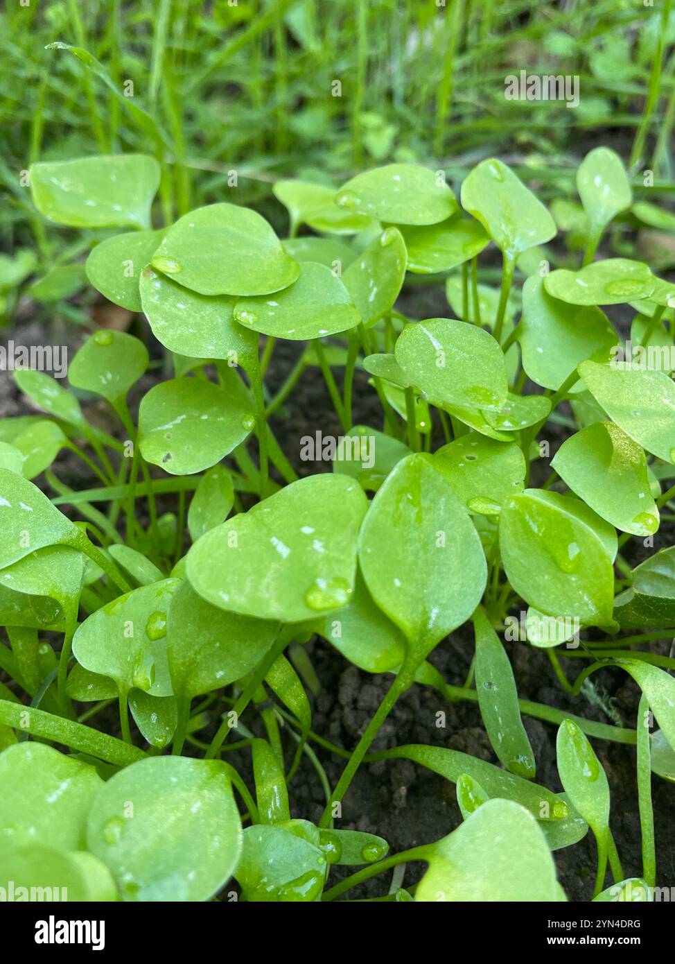spring beauties (Claytonia Stock Photo - Alamy