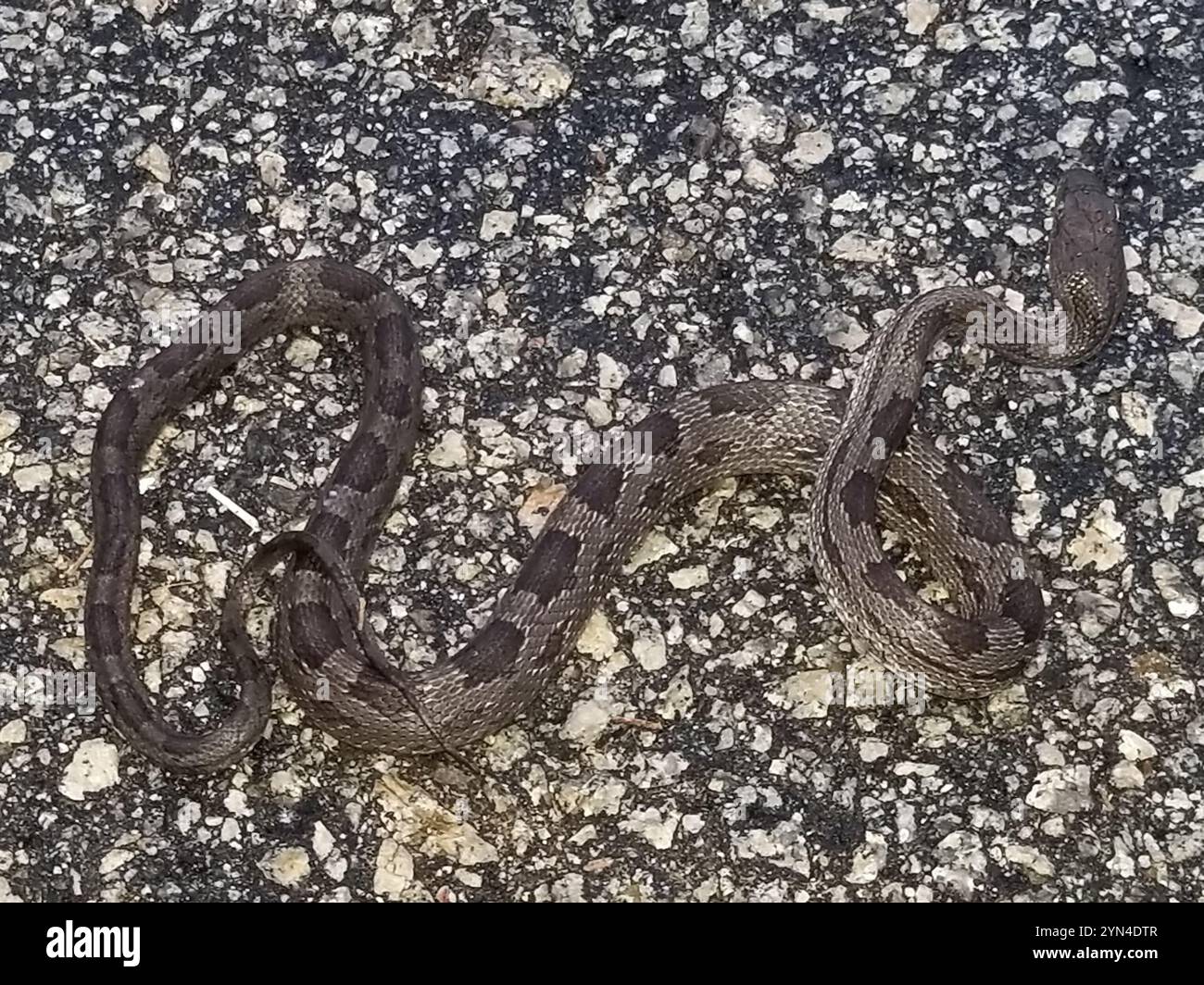 Eastern Ratsnake (Pantherophis alleghaniensis Stock Photo - Alamy