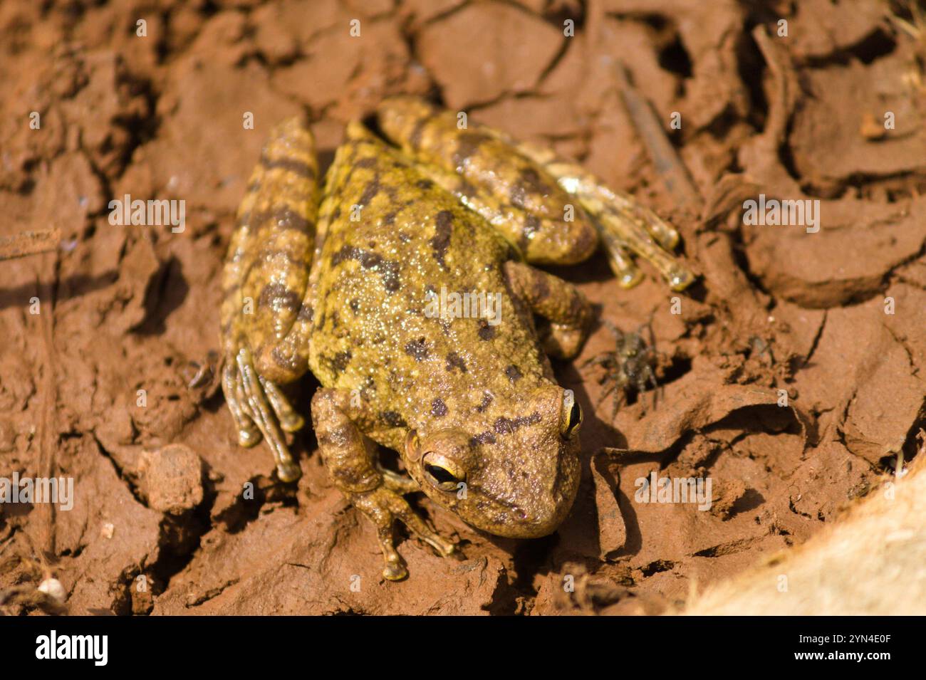 Argentine Snouted Tree Frog (Scinax granulatus Stock Photo - Alamy