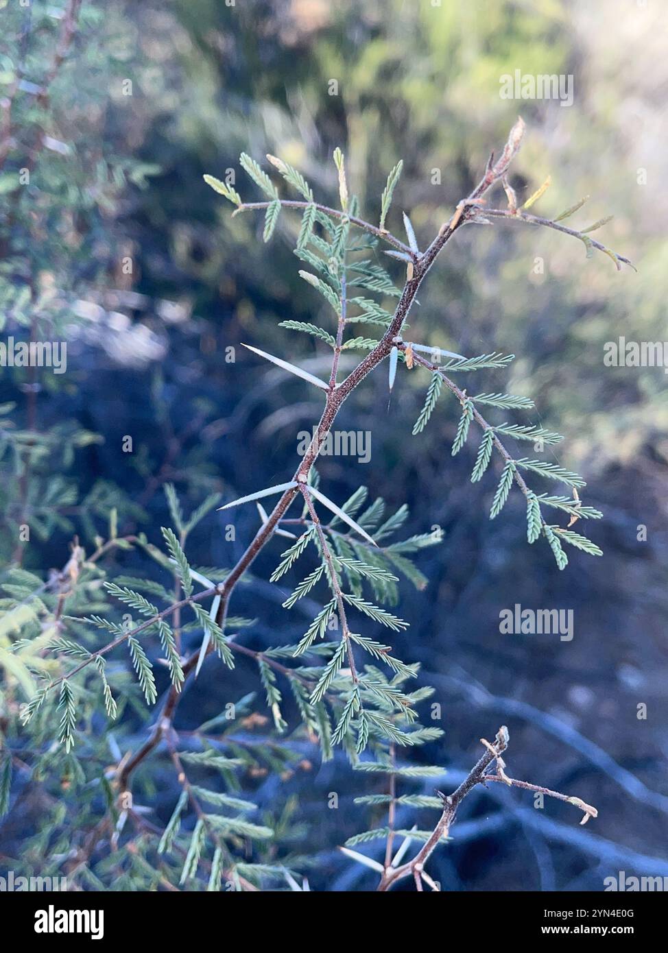 whitethorn acacia (Vachellia constricta Stock Photo - Alamy
