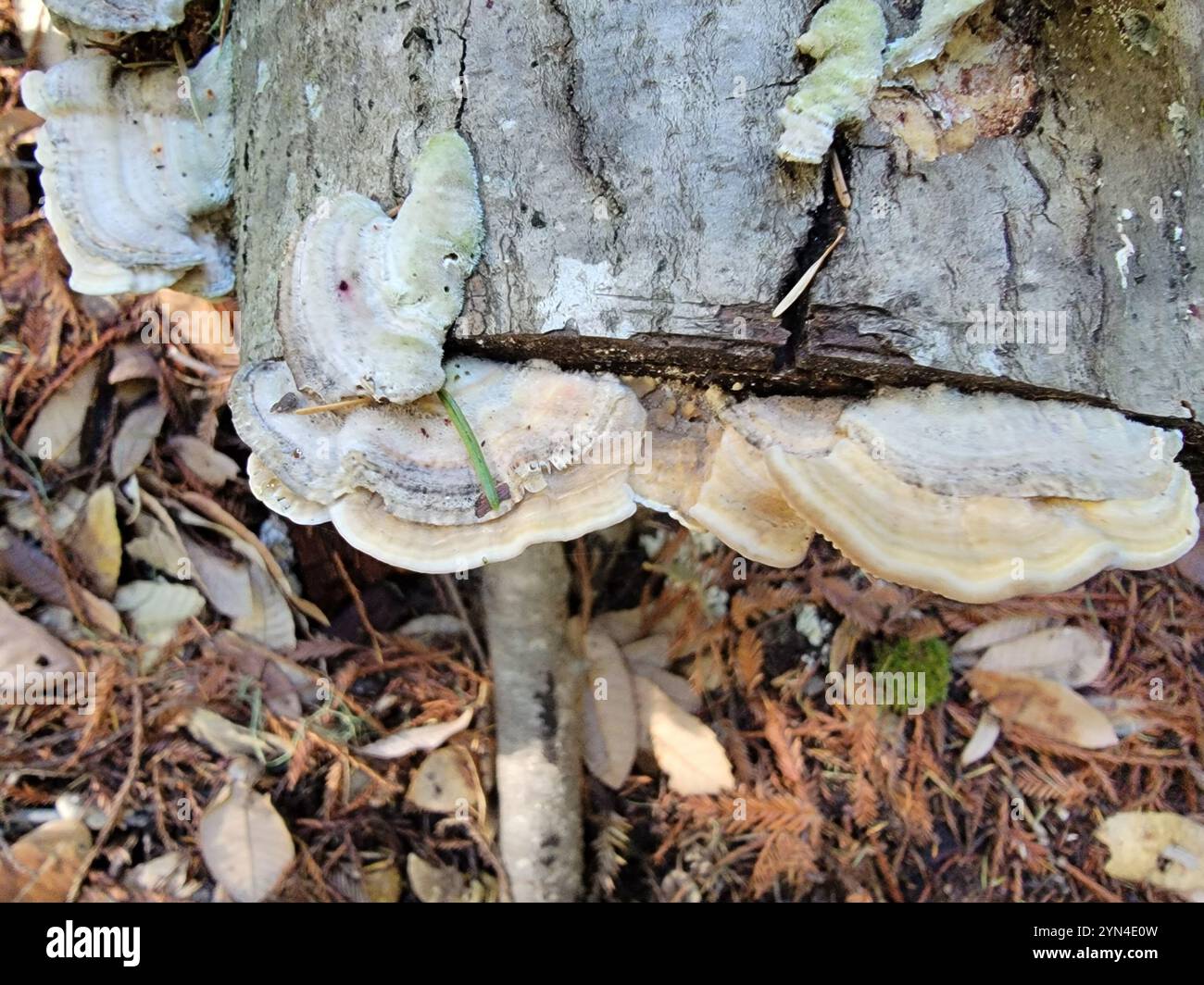 Gilled Polypore (Trametes betulina Stock Photo - Alamy