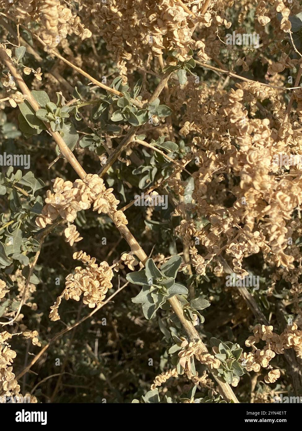 big saltbush (Atriplex lentiformis Stock Photo - Alamy