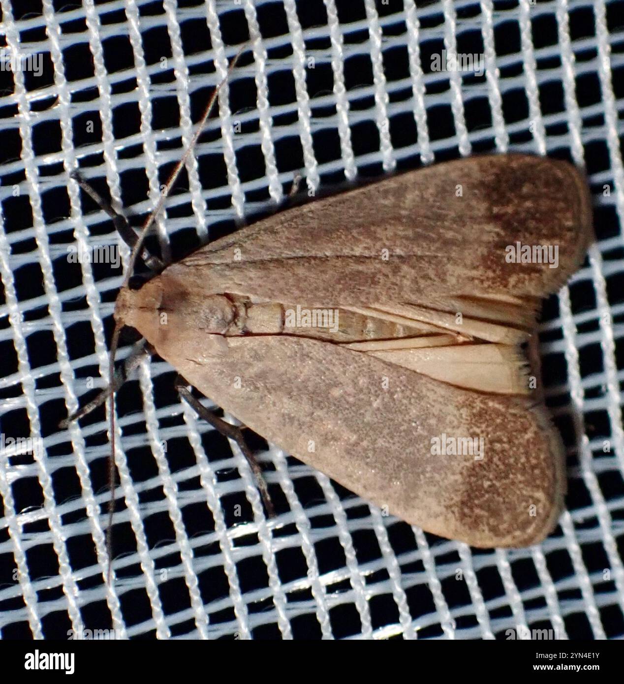 Lichen Moths (Lithosiini Stock Photo - Alamy