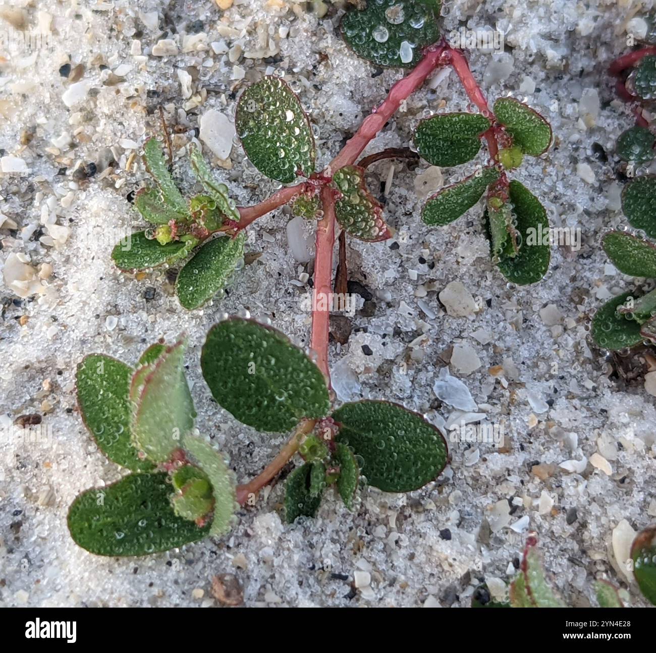 limestone sandmat (Euphorbia blodgettii Stock Photo - Alamy