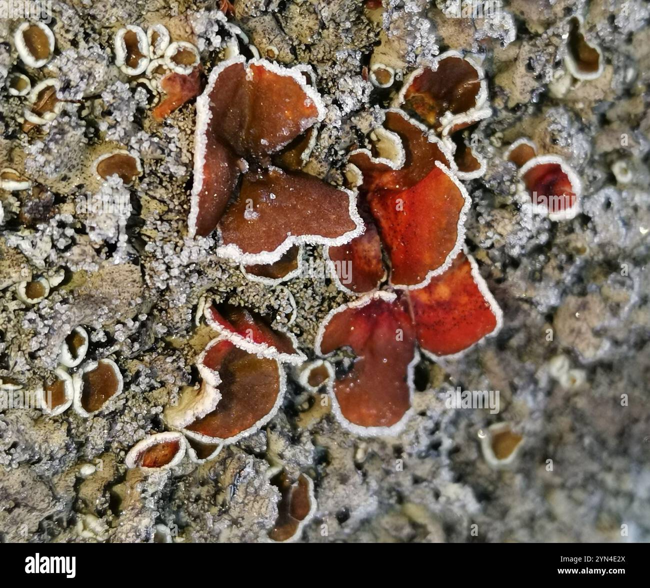 Peppered Rock-shield (Xanthoparmelia conspersa Stock Photo - Alamy