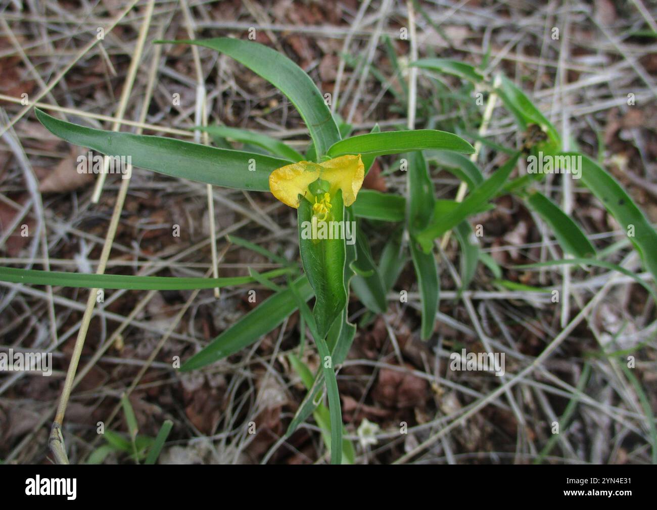 African Yellow Dayflower (Commelina africana Stock Photo - Alamy