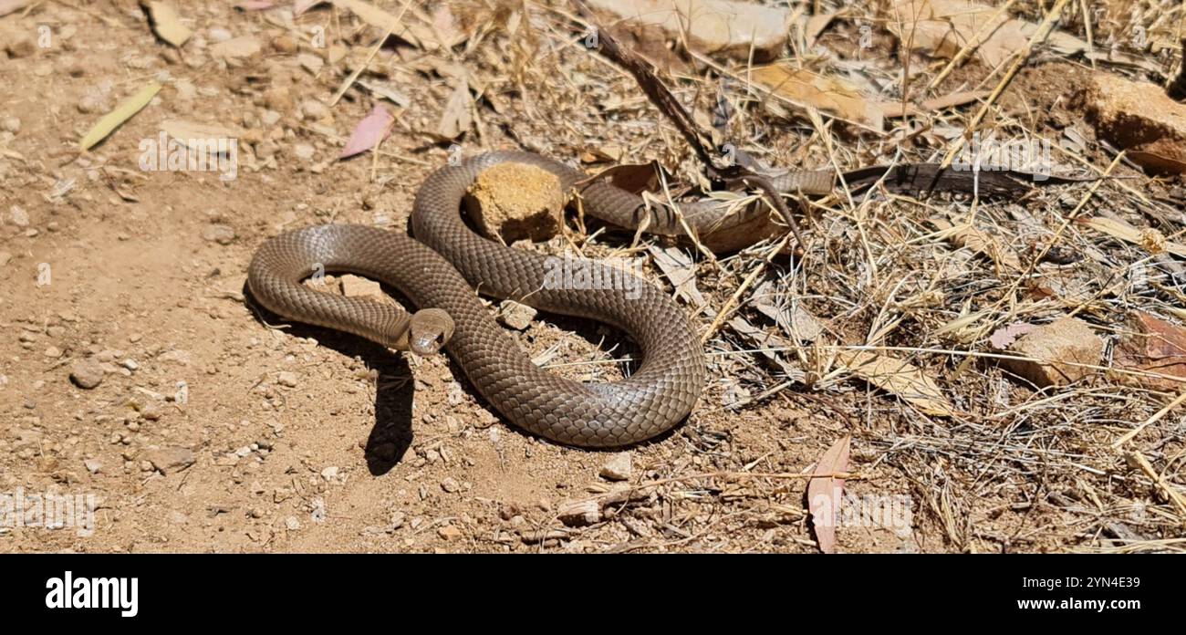 Eastern Brown Snake (Pseudonaja textilis Stock Photo - Alamy