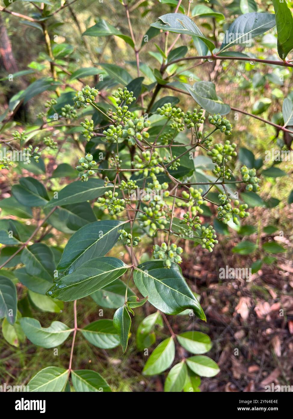 Elderberry panax hi-res stock photography and images - Alamy